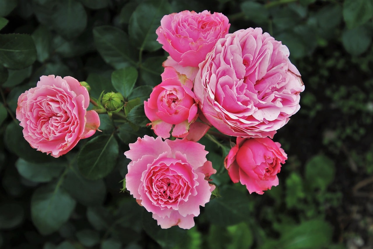 Exquisite Pink Flowers Collection - Radiant Blossoms for Every Garden ...
